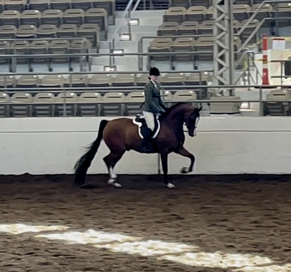 Celebrating the Year—One Small Victory at a Time – Silhouette Arabians